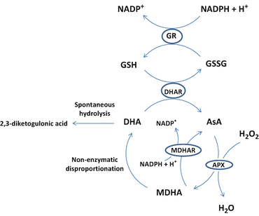 Ascorbate-Glutathione Cycle and Abiotic Stress Tolerance in Plants ...
