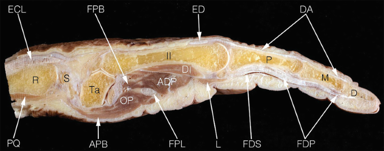 Gross Anatomy of the Human Hand | SpringerLink