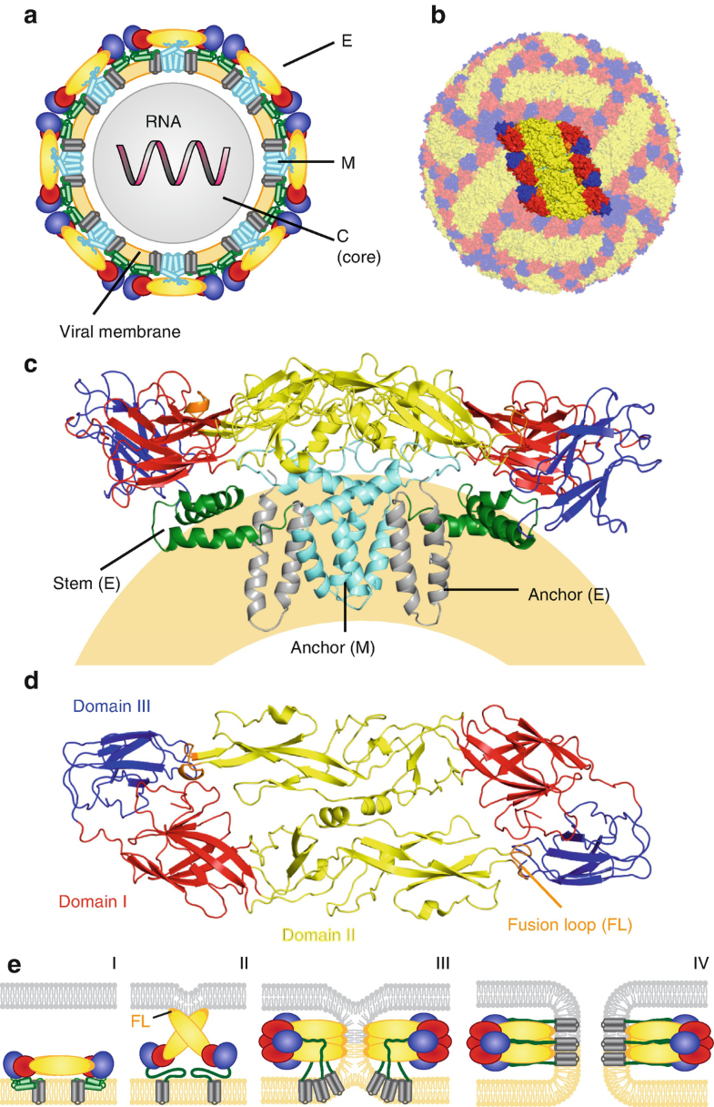 Proteolytic Activation of Flavivirus Envelope Proteins | SpringerLink