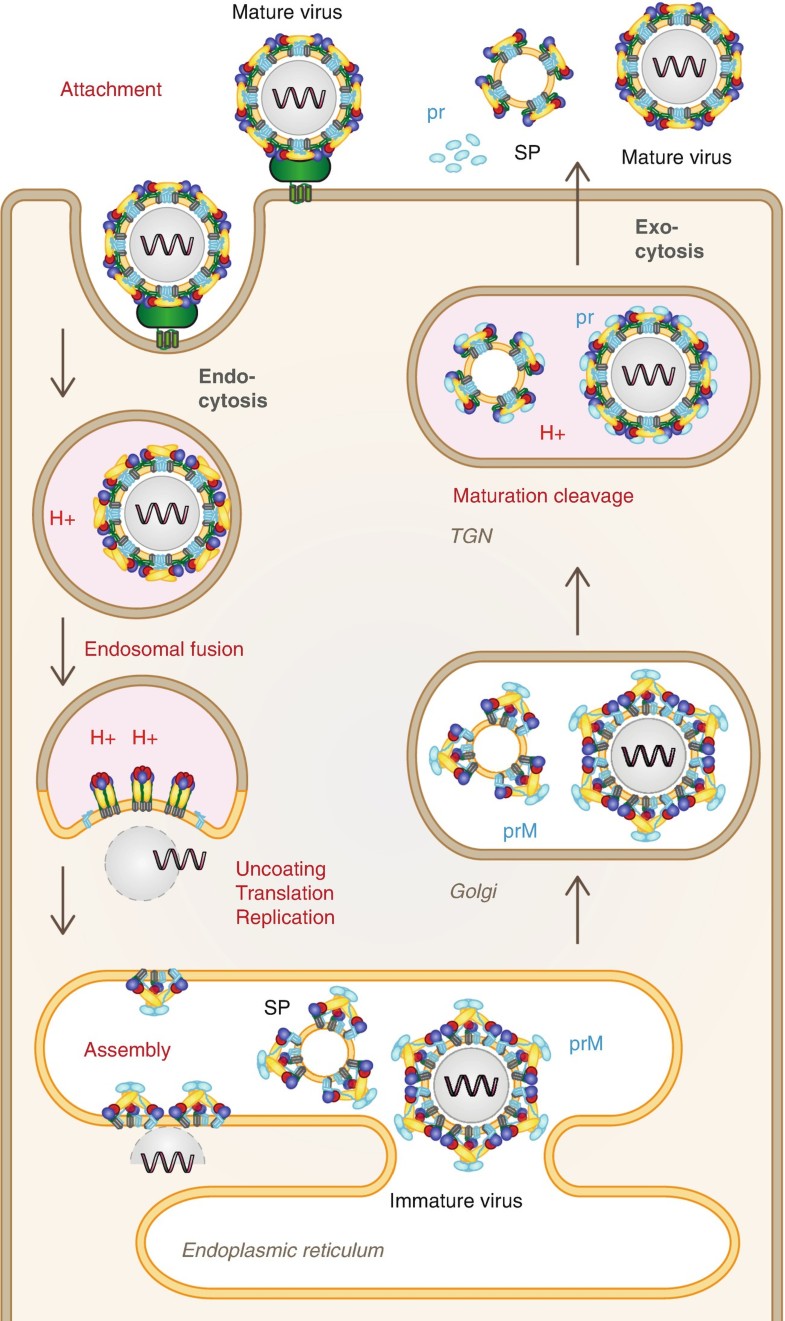 Proteolytic Activation of Flavivirus Envelope Proteins | SpringerLink