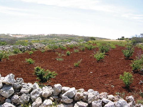 Shallow Soils | SpringerLink