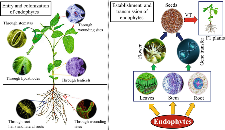 Endophyte-Mediated Host Stress Tolerance as a Means for Crop ...