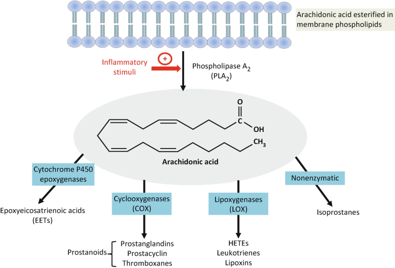 Mediators of Inflammation | SpringerLink