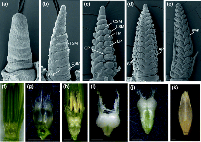 Barley Inflorescence Architecture | SpringerLink