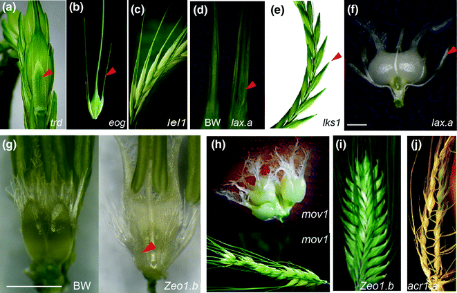 Barley Inflorescence Architecture | SpringerLink