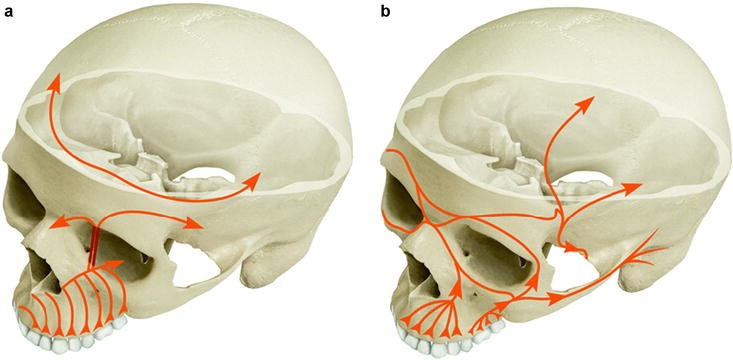 Anatomy of the Craniofacial Region | SpringerLink
