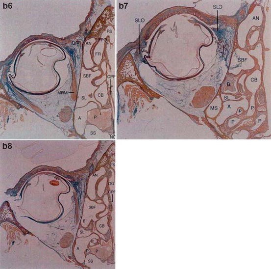 Anatomy of the Craniofacial Region | SpringerLink