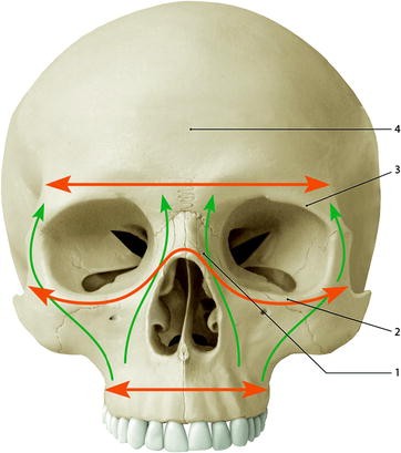 Anatomy of the Craniofacial Region | SpringerLink