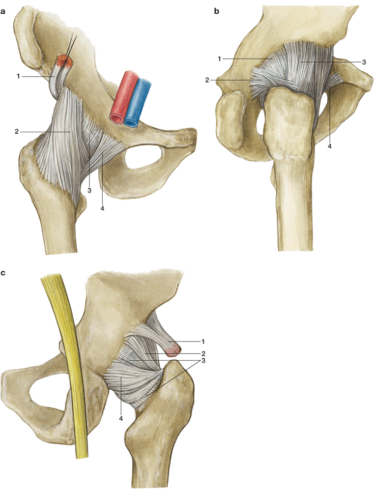 Funktionelle Anatomie der Hüfte und des Oberschenkels | SpringerLink