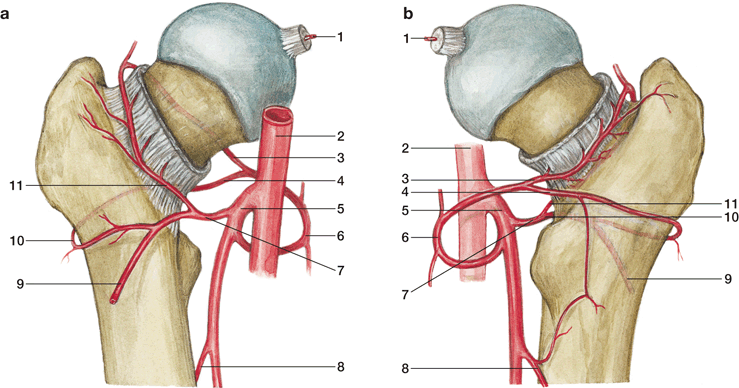 Funktionelle Anatomie der Hüfte und des Oberschenkels | SpringerLink