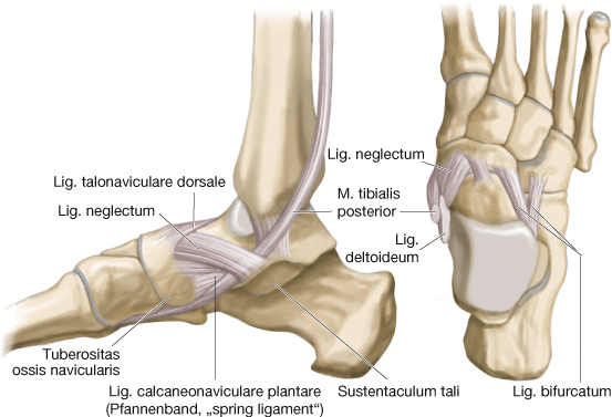 Ligamente: Rupturen und Luxationen | SpringerLink