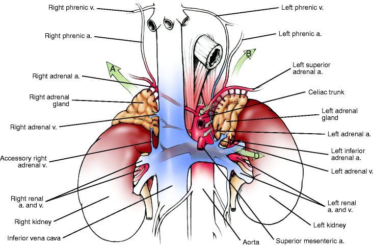 Adrenal Glands | SpringerLink