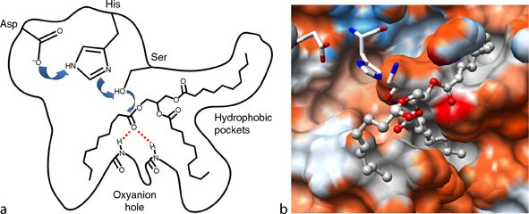Lipolytic Enzymes from Bacteria | SpringerLink