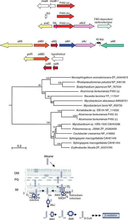 Alcanivorax borkumensis | SpringerLink