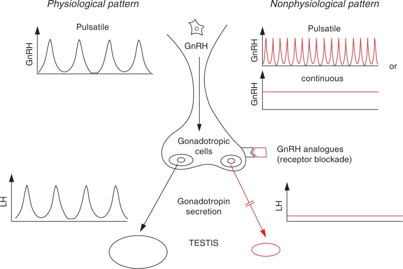 Physiology of Testicular Function | SpringerLink