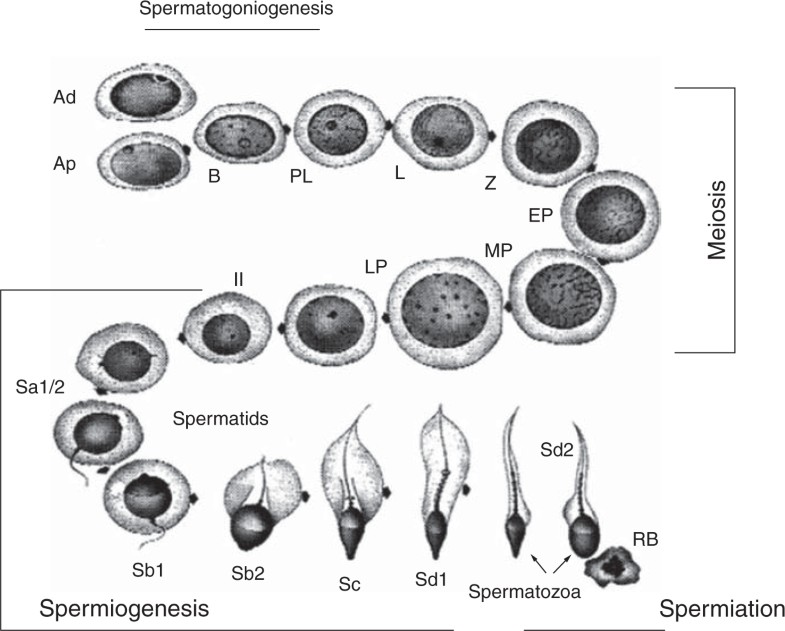 Physiology of Testicular Function | SpringerLink