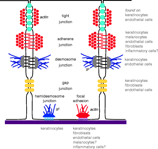 Biology of the Skin | SpringerLink