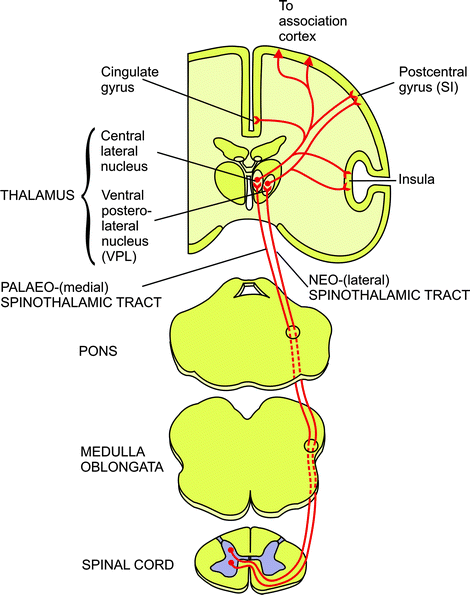 Central Nervous Mechanisms of Muscle Pain: Ascending Pathways, Central ...