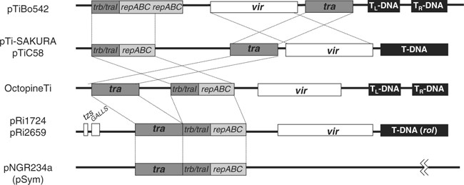Ti and Ri Plasmids | SpringerLink