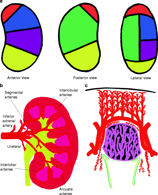 Normal Radiological Anatomy and Anatomical Variants of the Kidney ...