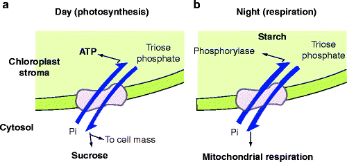 Photosynthesis and Sucrose Production | SpringerLink
