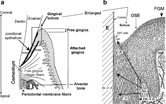 Basal Laminas and Epithelia | SpringerLink