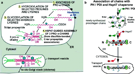 Collagen Synthesis, Genetic Diseases, and Scurvy | SpringerLink