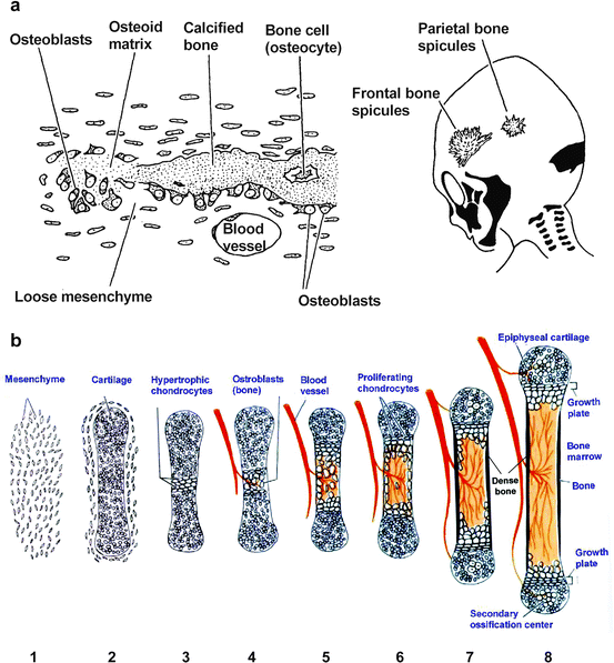 Biological Mineralization | SpringerLink