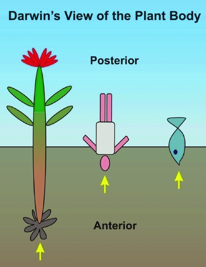Plants and Animals: Convergent Evolution in Action? | SpringerLink