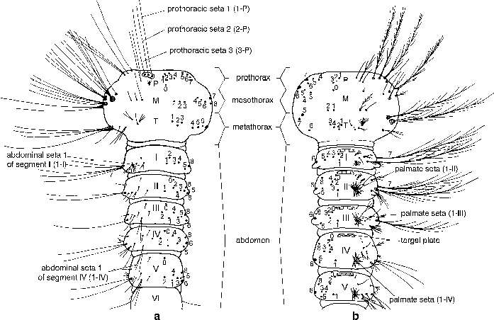 Morphology of Mosquitoes | SpringerLink