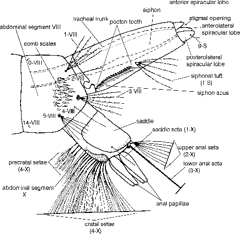Morphology of Mosquitoes | SpringerLink