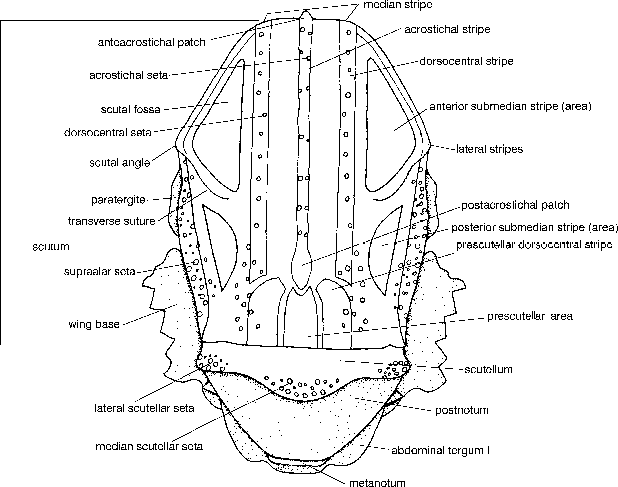Morphology of Mosquitoes | SpringerLink