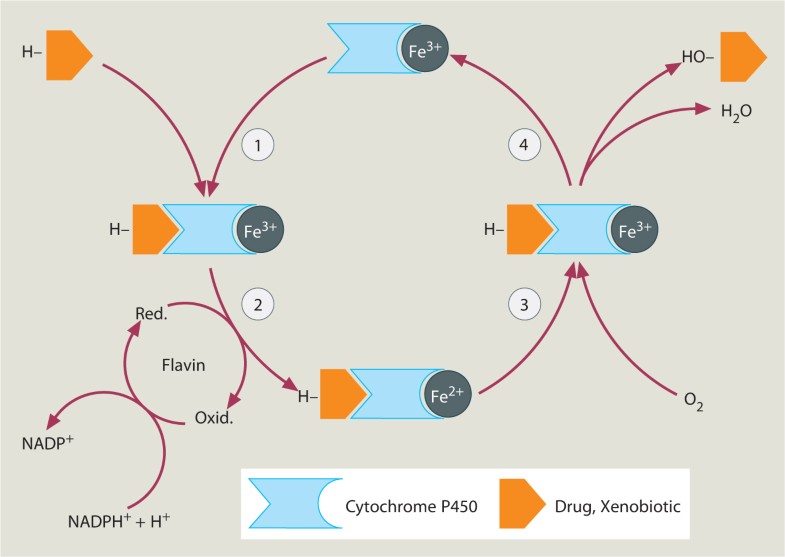 Hepatic Biotransformation | SpringerLink