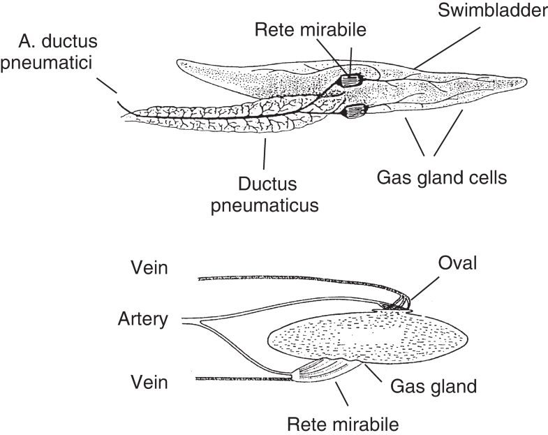 Buoyancy Control in Aquatic Vertebrates | SpringerLink