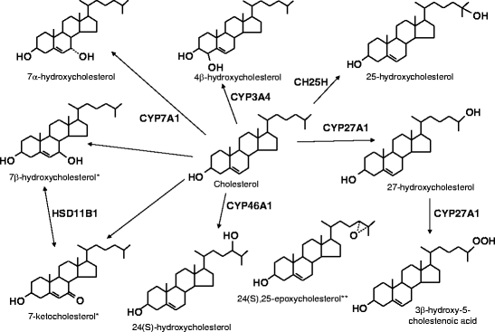 Oxysterols and Oxysterol-Binding Proteins in Cellular Lipid Metabolism ...