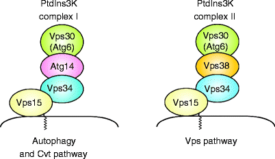 An Overview of the Molecular Mechanism of Autophagy | SpringerLink
