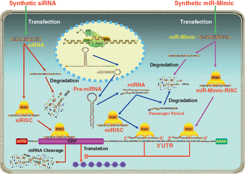 miRNA Mimic Technology | SpringerLink