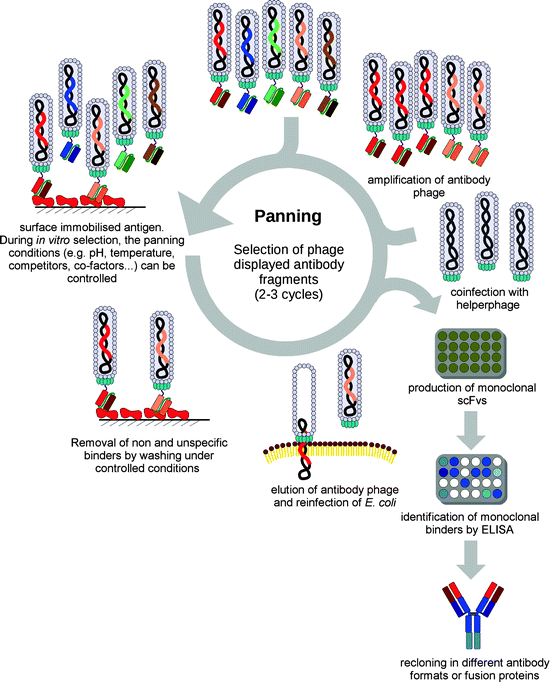 Phage Display and Selection in Microtitre Plates | SpringerLink