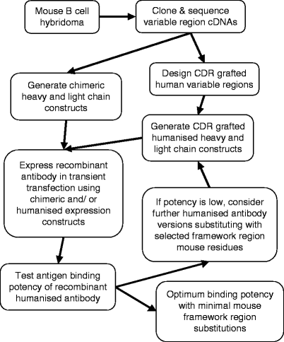 Humanising Antibodies by CDR Grafting | SpringerLink