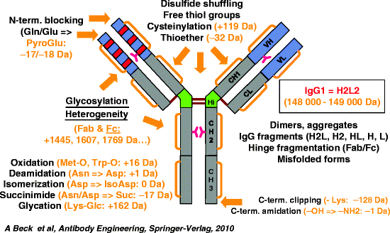 Structural Characterization of Antibodies by Mass Spectrometry ...