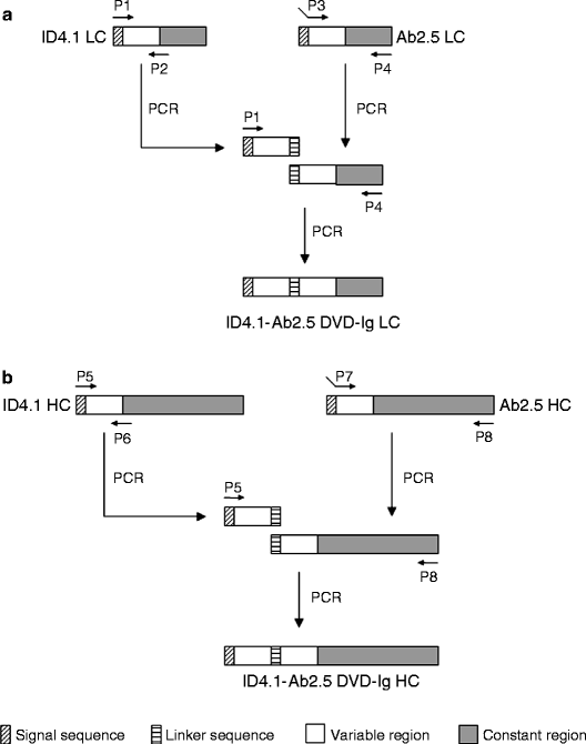 Generation and Characterization of a Dual Variable Domain ...