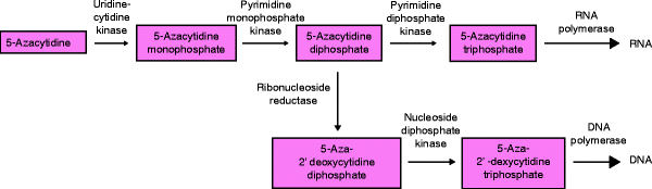 5-Azacytidine/Azacitidine | SpringerLink