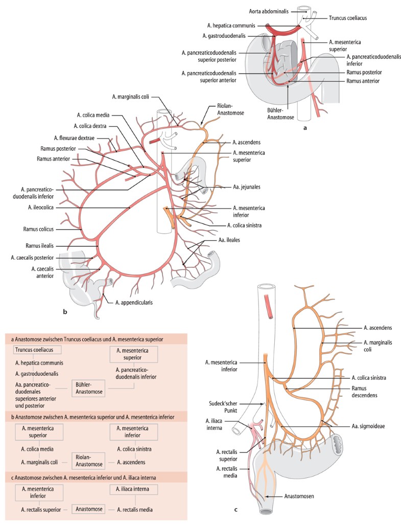 Anatomie der Gefäße und operative Zugangswege | SpringerLink