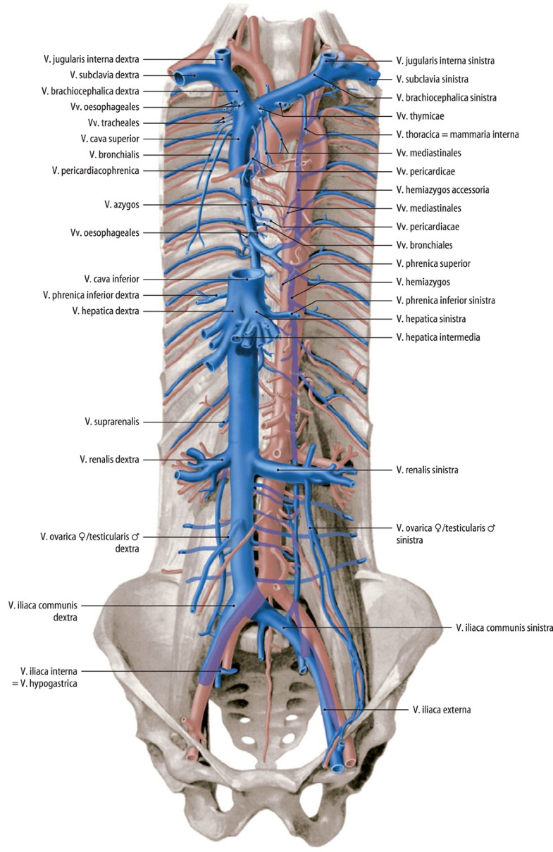 Anatomie der Gefäße und operative Zugangswege | SpringerLink