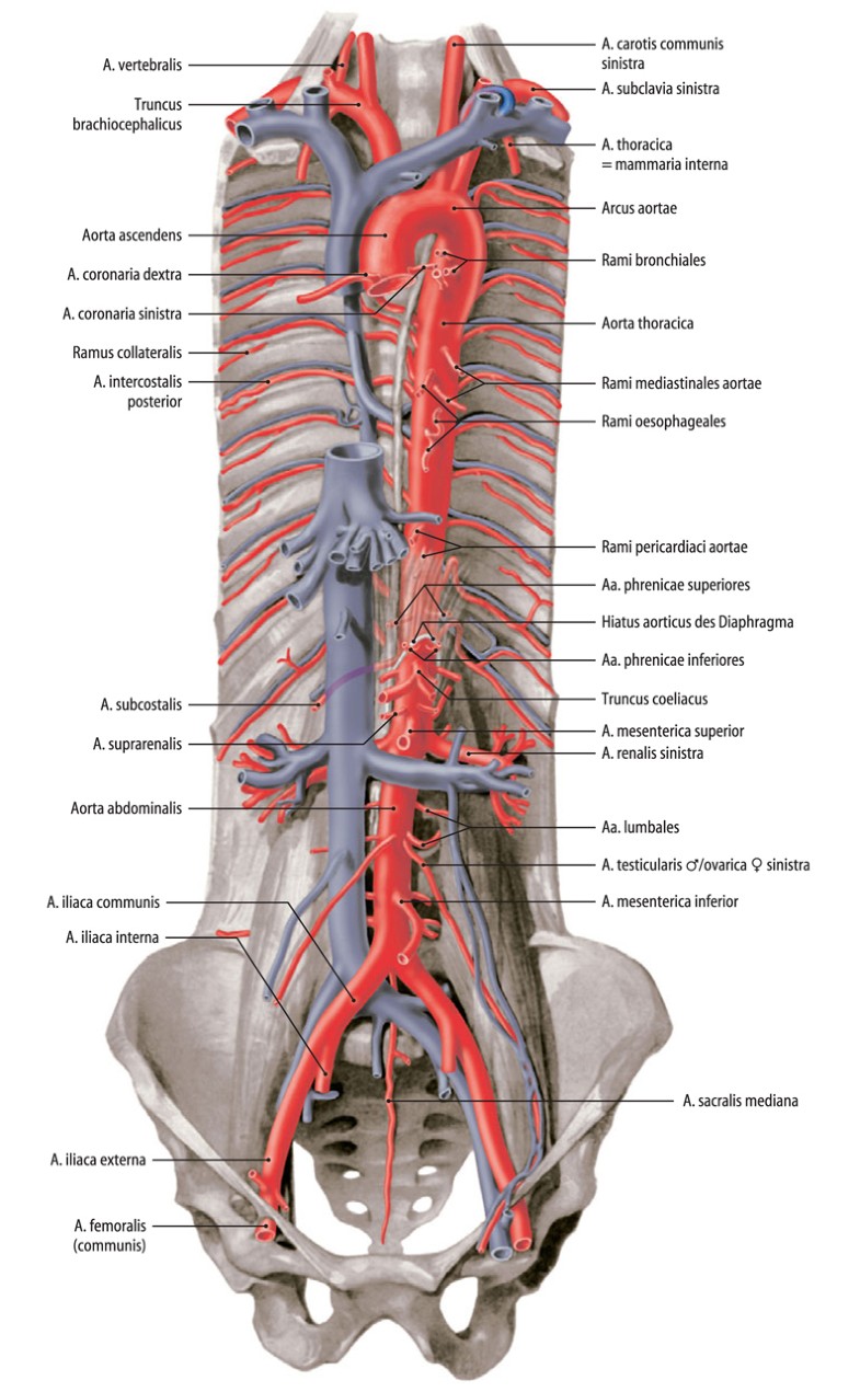Anatomie der Gefäße und operative Zugangswege | SpringerLink