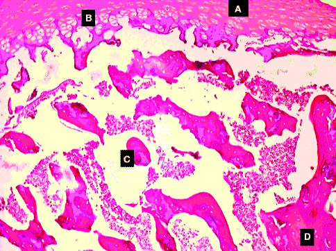 Physiology of Bone Formation, Remodeling, and Metabolism | SpringerLink