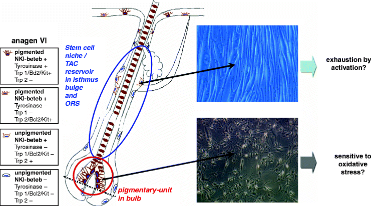 Oxidative Stress Associated Melanocyte-Loss and Hair Growth Capacity in ...