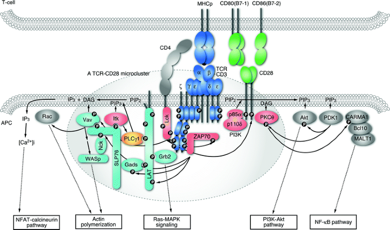 The Immunological Synapse, TCR Microclusters, and T Cell Activation ...