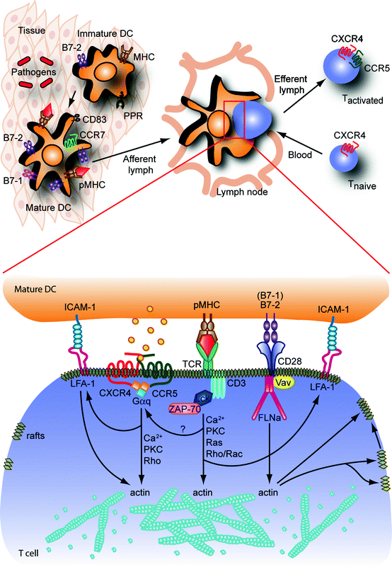 Signaling Amplification at the Immunological Synapse | SpringerLink