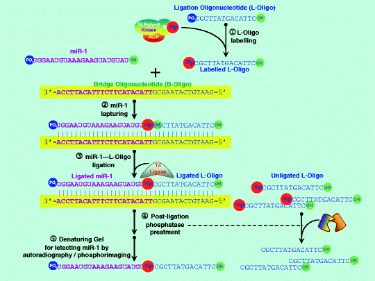 Splinted Ligation Method | SpringerLink